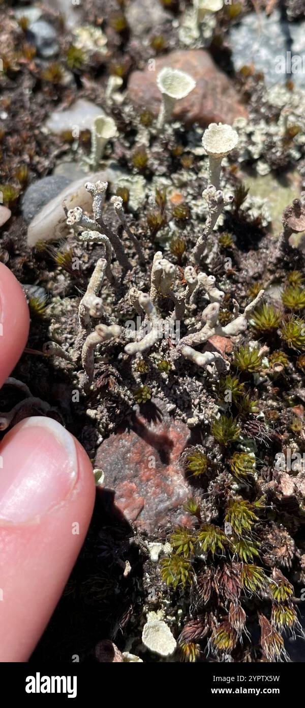 Mealy Pixie Cup (Cladonia chlorophaea Stock Photo - Alamy