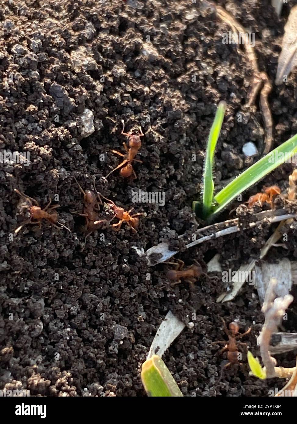 Northern Fungus-farming Ant (Trachymyrmex septentrionalis Stock Photo ...