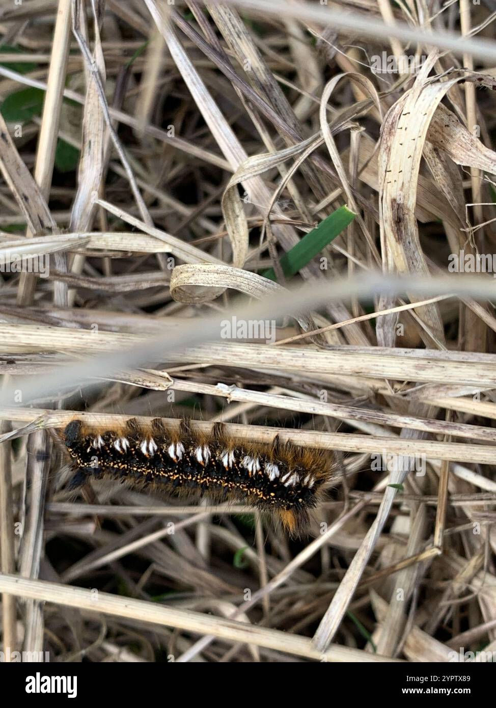 Drinker Moth (Euthrix potatoria Stock Photo - Alamy