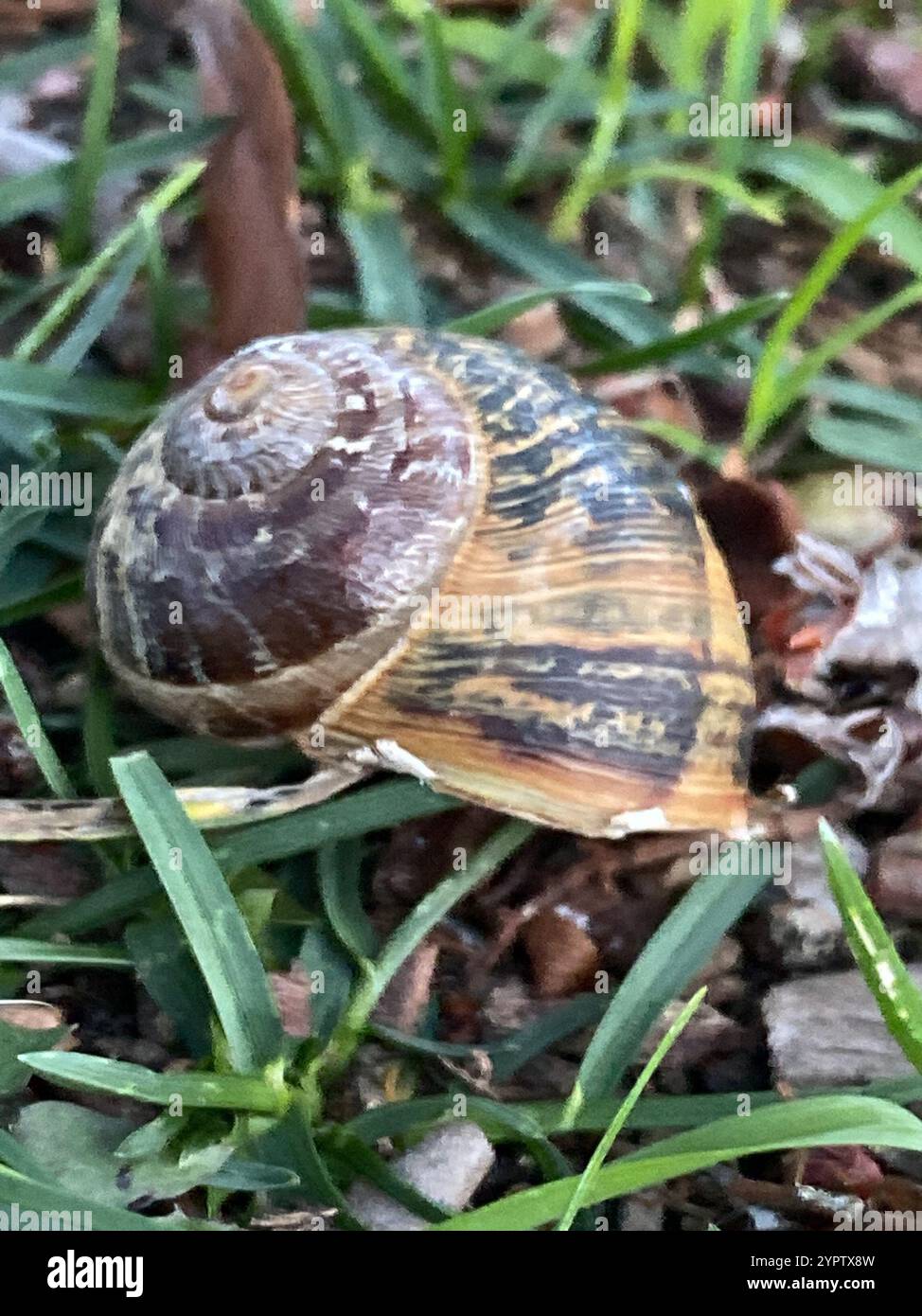 Garden Snail (Cornu aspersum Stock Photo - Alamy