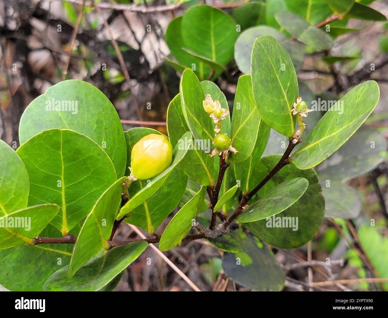 Cocoplum (Chrysobalanus icaco Stock Photo - Alamy