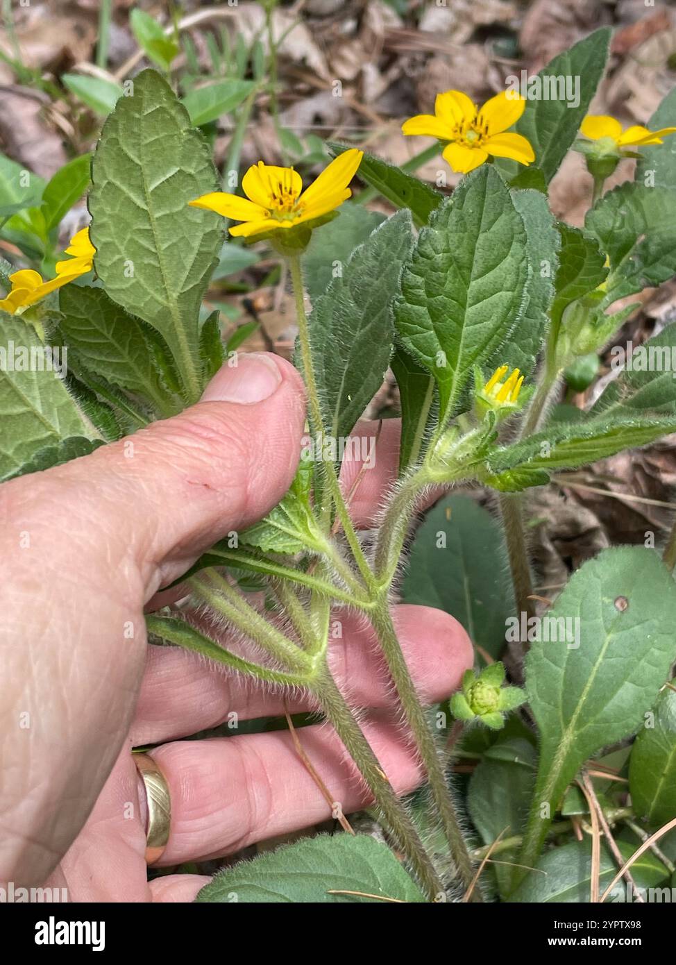northern green-and-gold (Chrysogonum virginianum Stock Photo - Alamy
