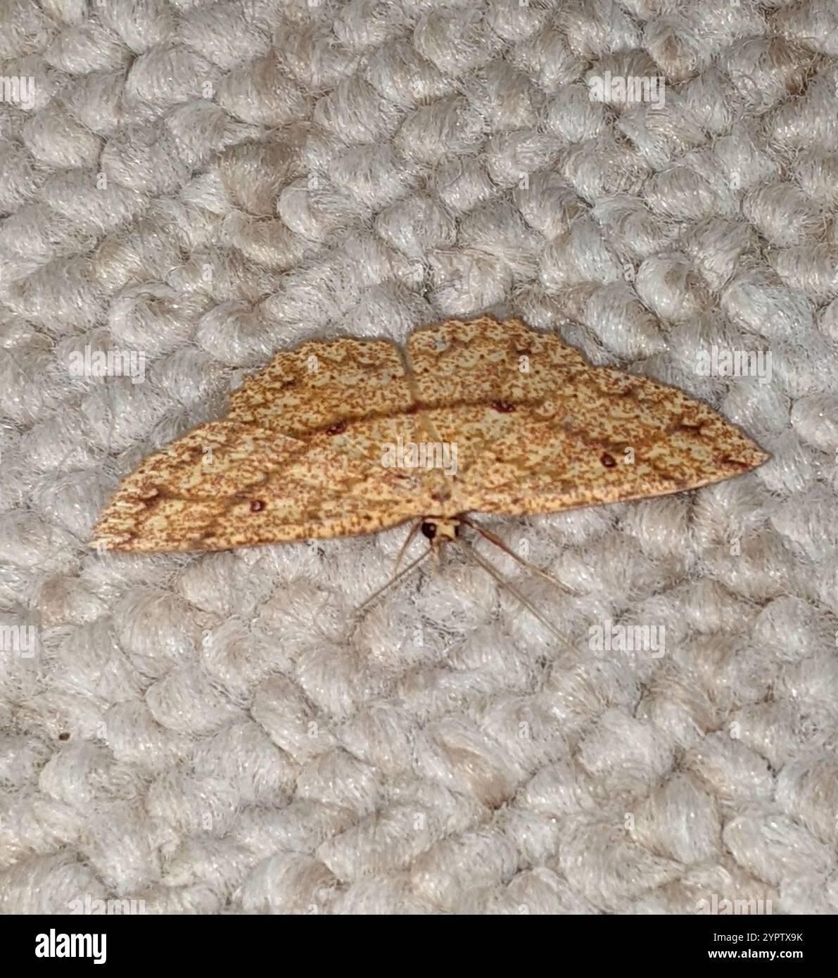 Geometer Moths (Geometridae Stock Photo - Alamy