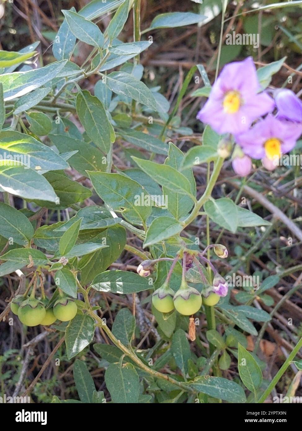 bluewitch nightshade (Solanum umbelliferum Stock Photo - Alamy