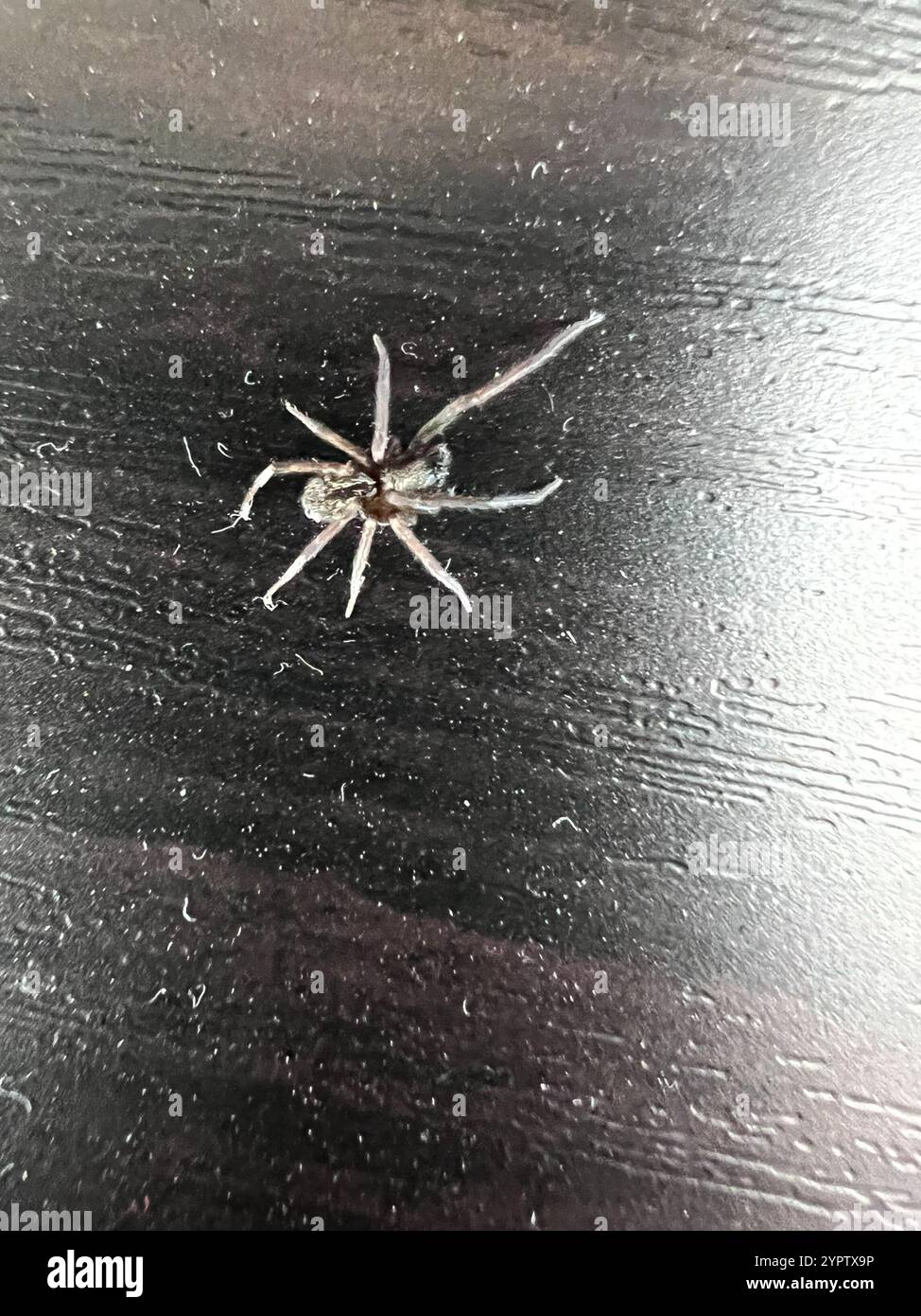 Badumna spider hi-res stock photography and images - Alamy