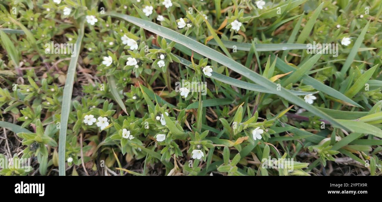 corn gromwell (Buglossoides arvensis Stock Photo - Alamy