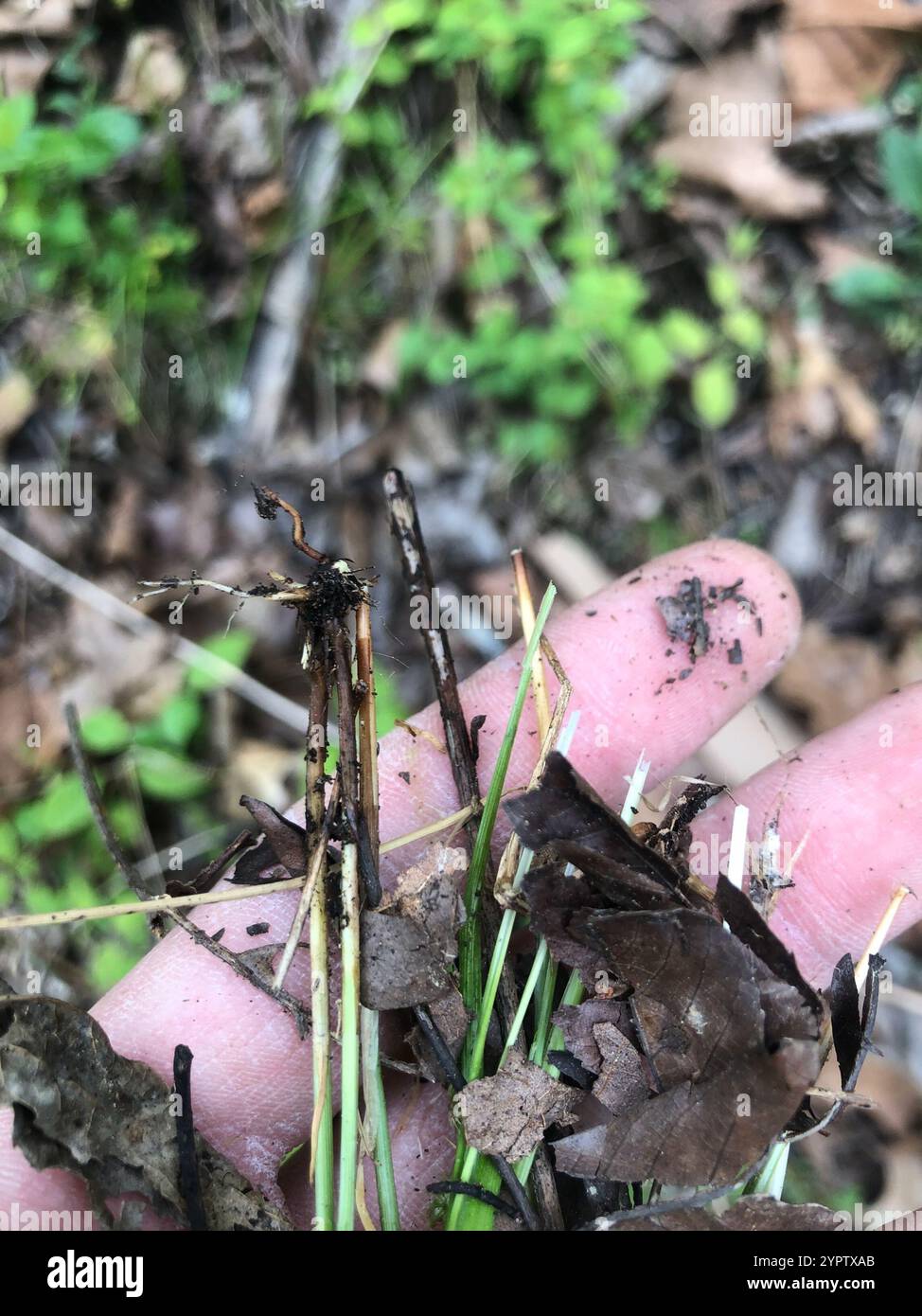 Reflexed Sedge (Carex retroflexa Stock Photo - Alamy