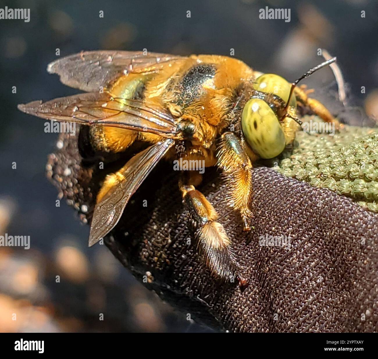 Southern Carpenter Bee (Xylocopa micans Stock Photo - Alamy