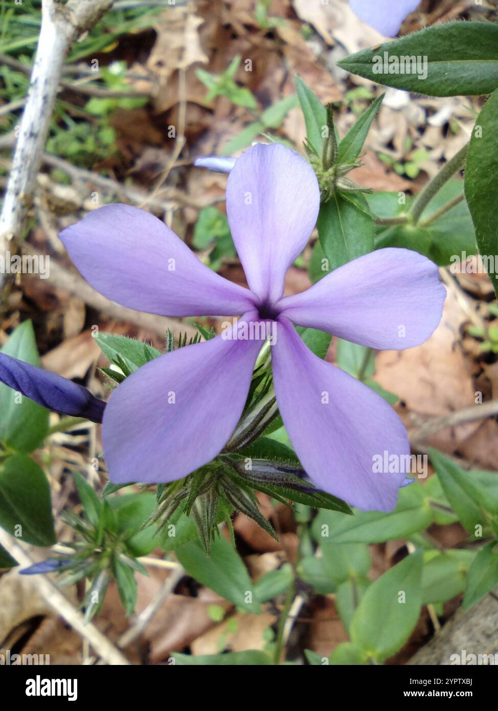 blue phlox (Phlox divaricata Stock Photo - Alamy
