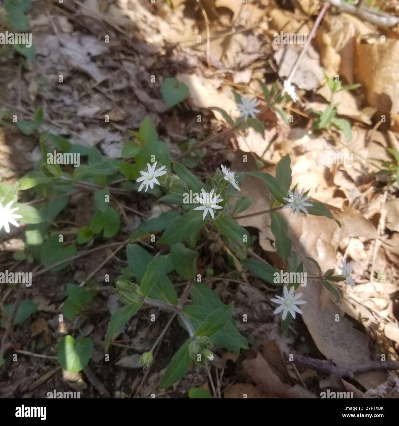 star chickweed (Stellaria pubera Stock Photo - Alamy