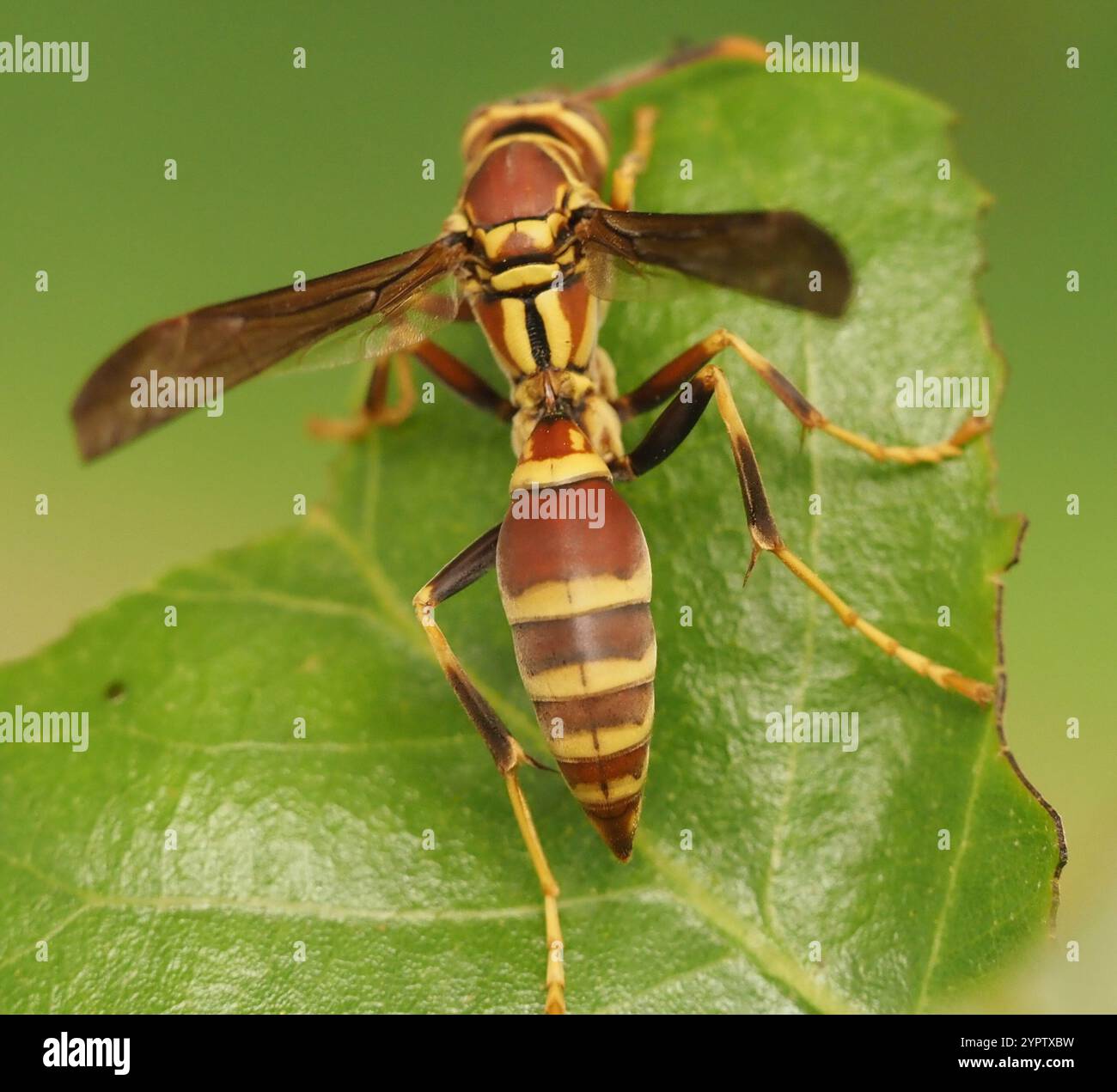 Guinea Paper Wasp (Polistes exclamans Stock Photo - Alamy