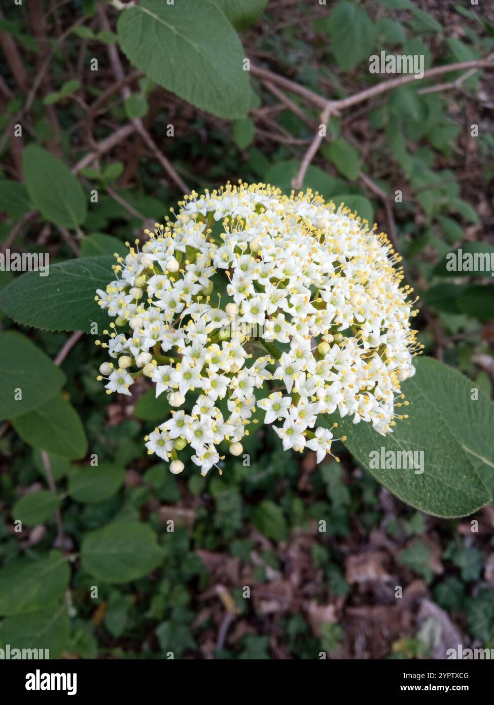 Wayfaring-tree (Viburnum lantana Stock Photo - Alamy