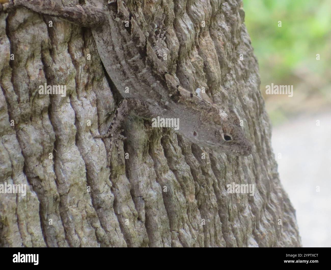 Brown Anole (Anolis sagrei Stock Photo - Alamy