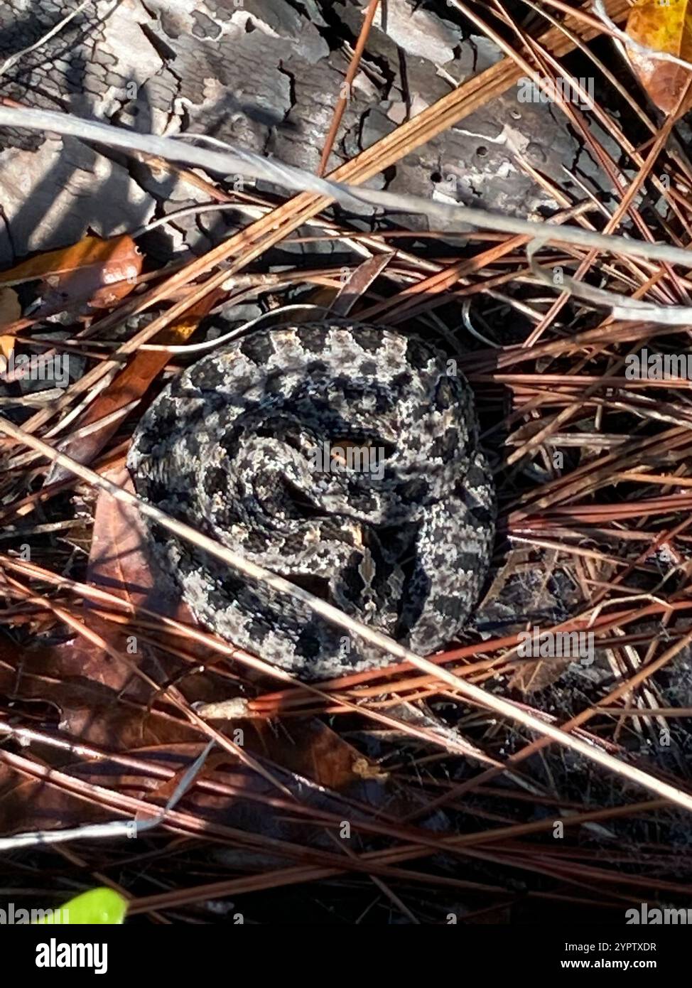 Dusky Pygmy Rattlesnake (Sistrurus miliarius barbouri Stock Photo - Alamy