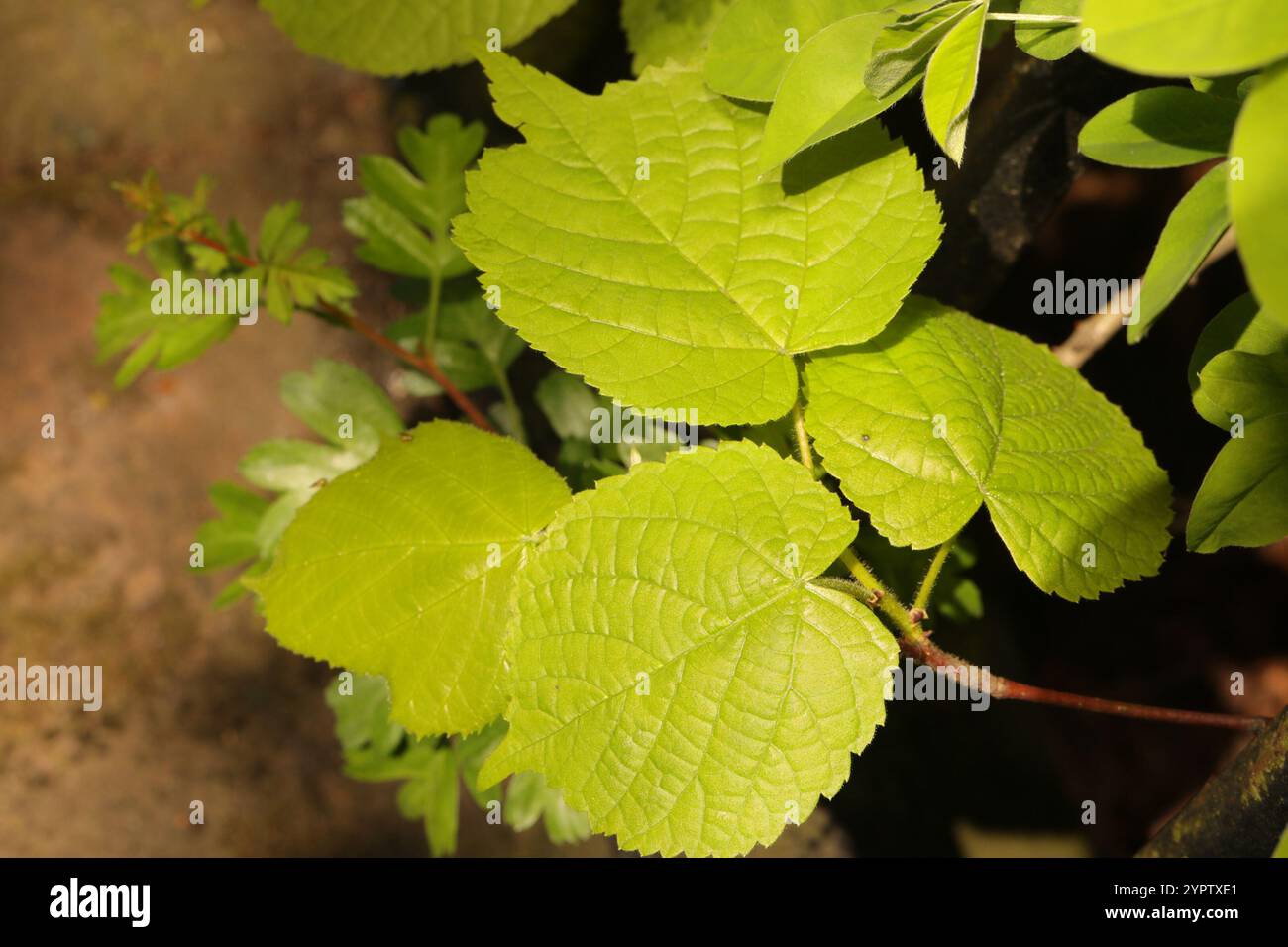 Small-leaved Lime (Tilia cordata Stock Photo - Alamy