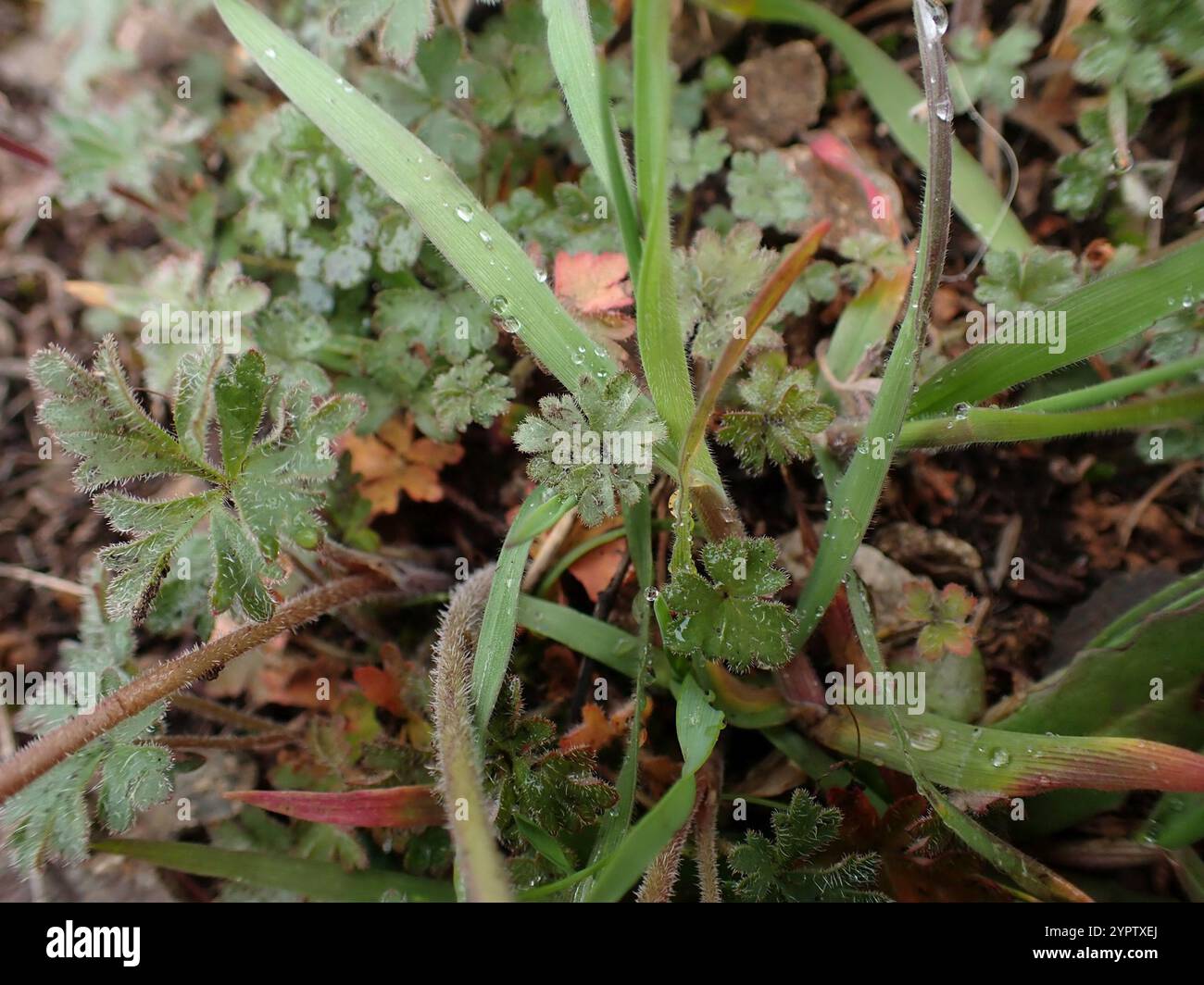 smallflower woodland star (Lithophragma parviflorum Stock Photo - Alamy