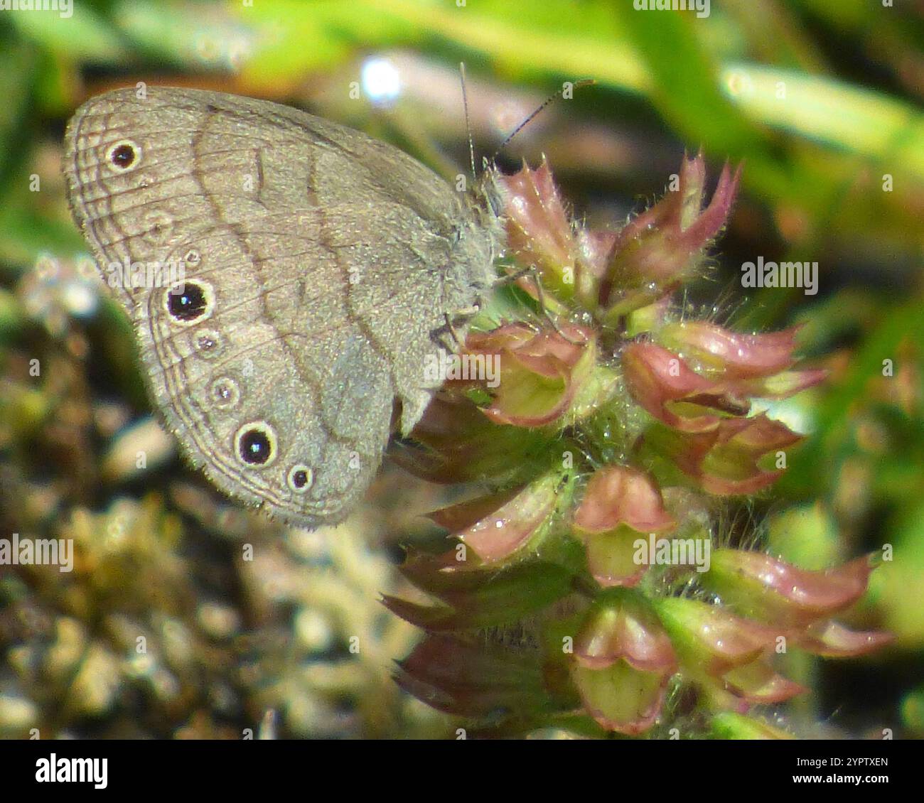 Carolina Satyr (Hermeuptychia sosybius Stock Photo - Alamy