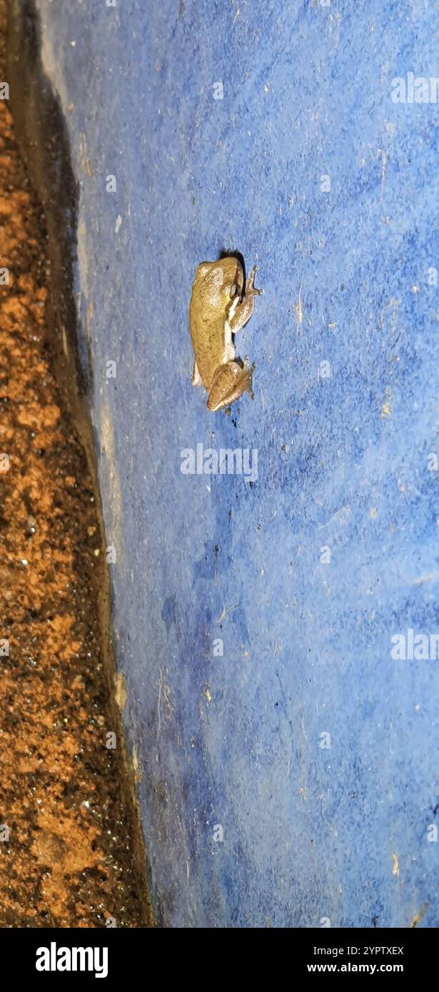 Eastern Dwarf Tree Frog (Litoria fallax Stock Photo - Alamy