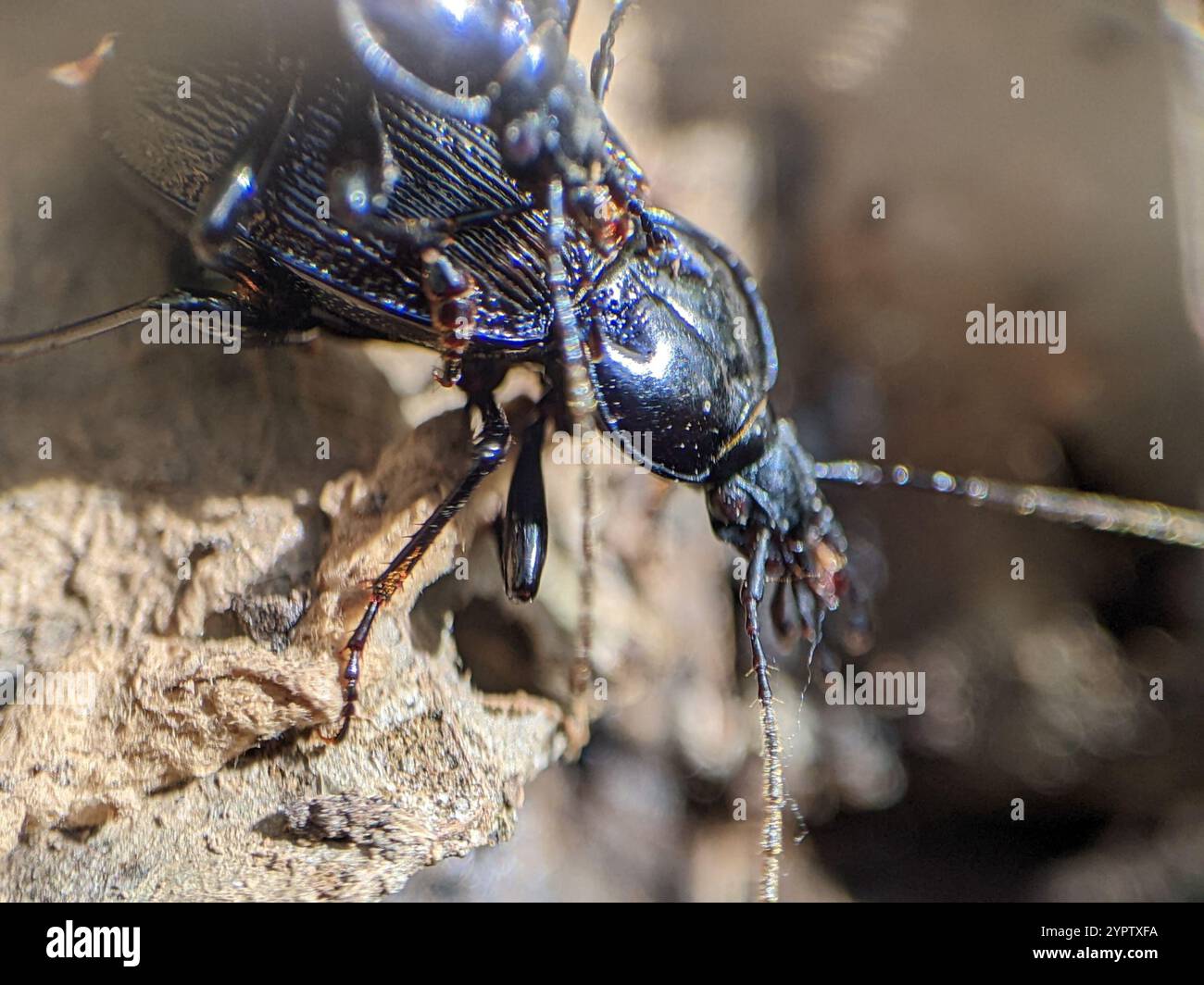 Small Snail-eating Ground Beetle (Sphaeroderus stenostomus Stock Photo ...