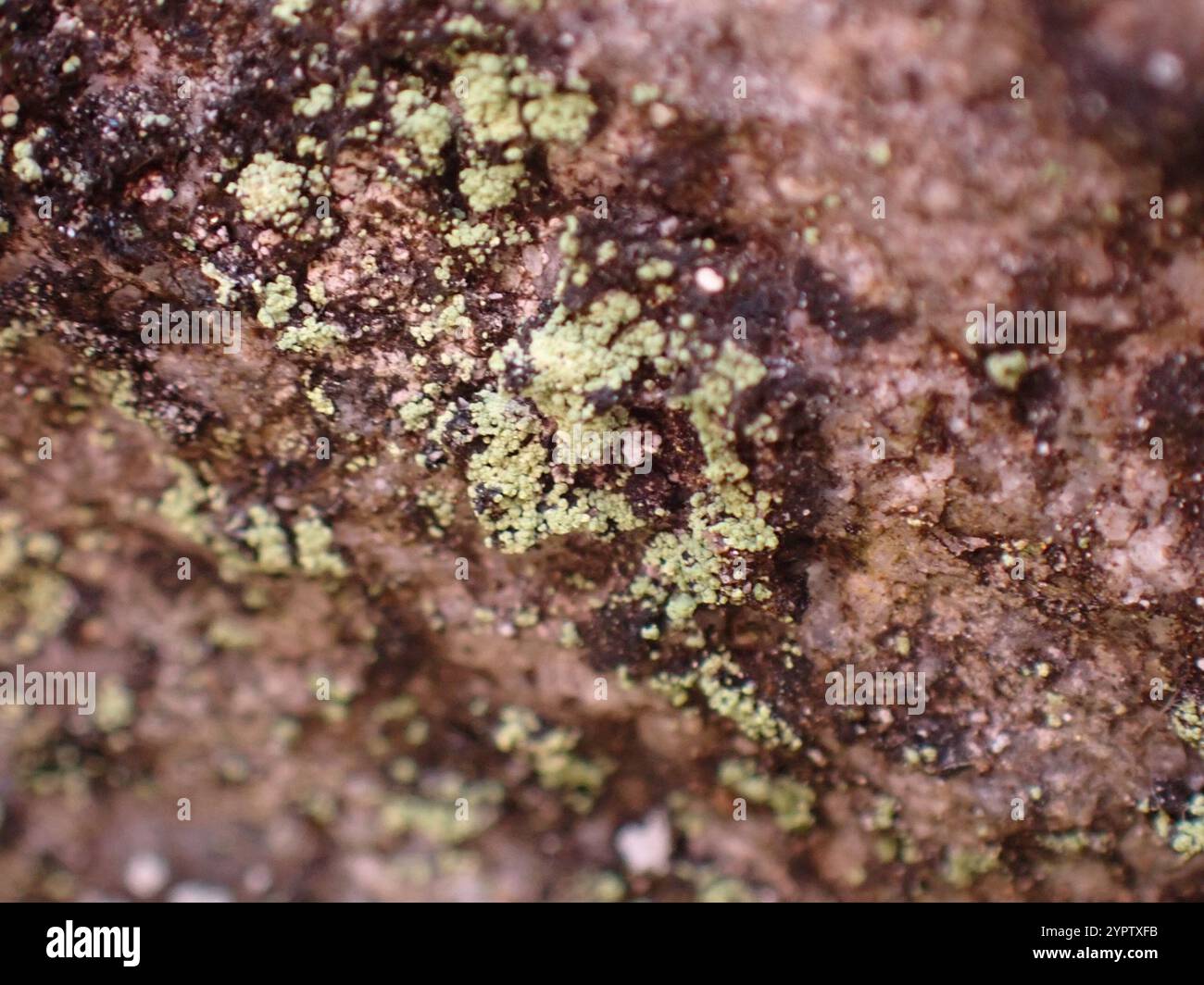 Sulphur Stubble Lichen (Chaenotheca furfuracea Stock Photo - Alamy