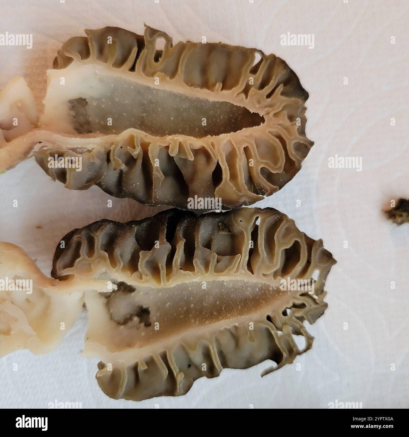 true morels (Morchella Stock Photo - Alamy