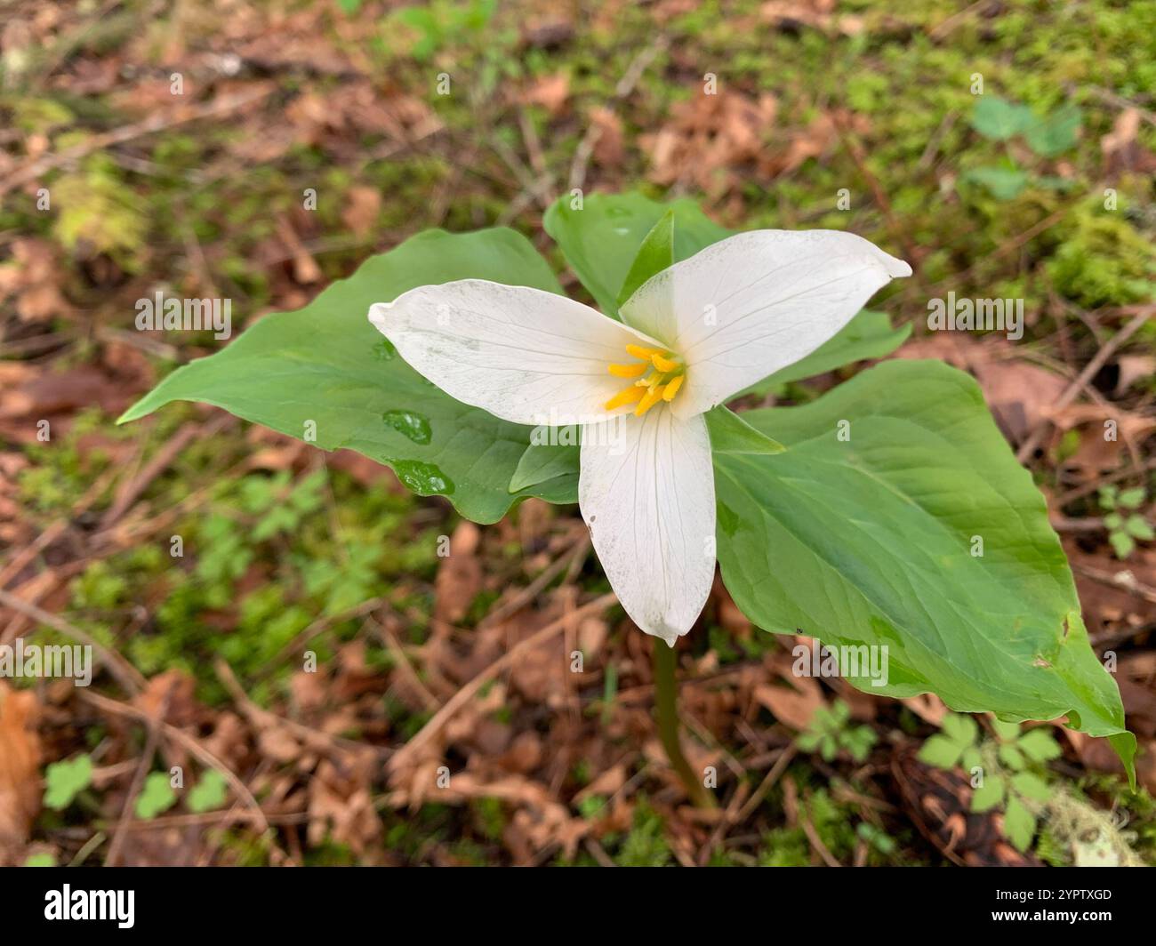 Pacific trillium (Trillium ovatum Stock Photo - Alamy