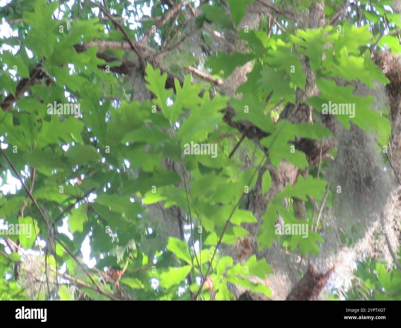 white oak (Quercus alba Stock Photo - Alamy