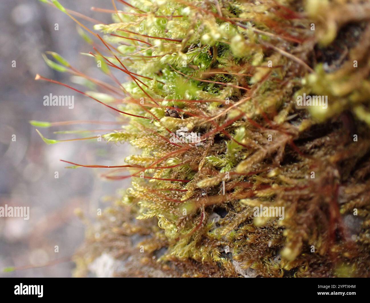 Sickle-leaved Hook-moss (Sanionia uncinata Stock Photo - Alamy