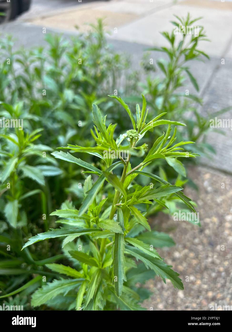 Virginia pepperweed (Lepidium virginicum Stock Photo - Alamy