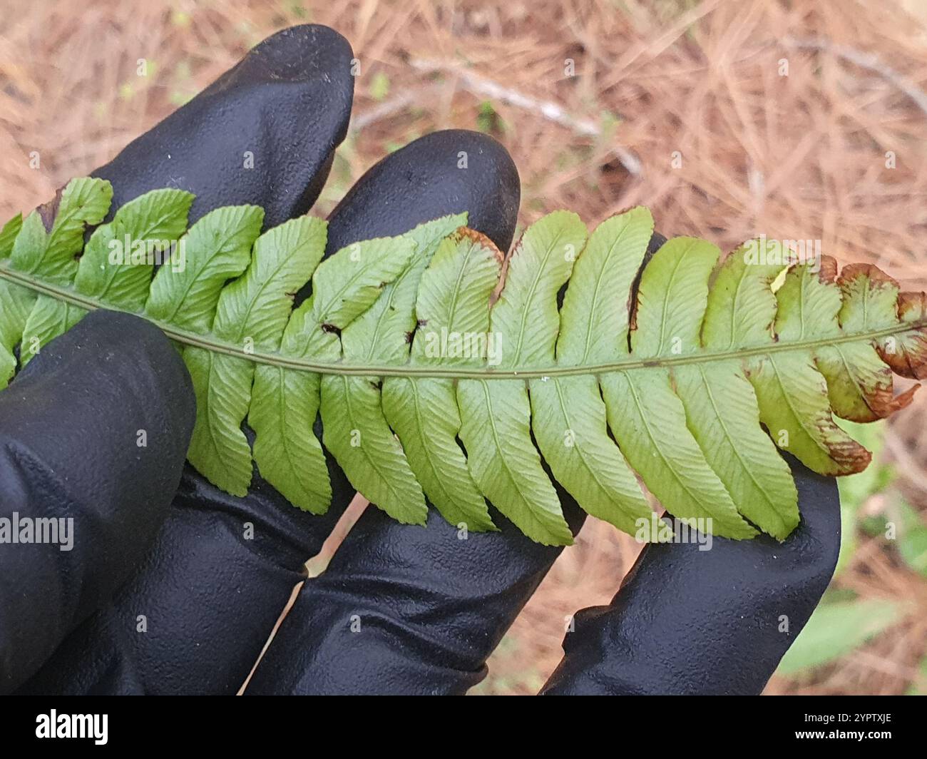 Blechnum chambersii hi-res stock photography and images - Alamy
