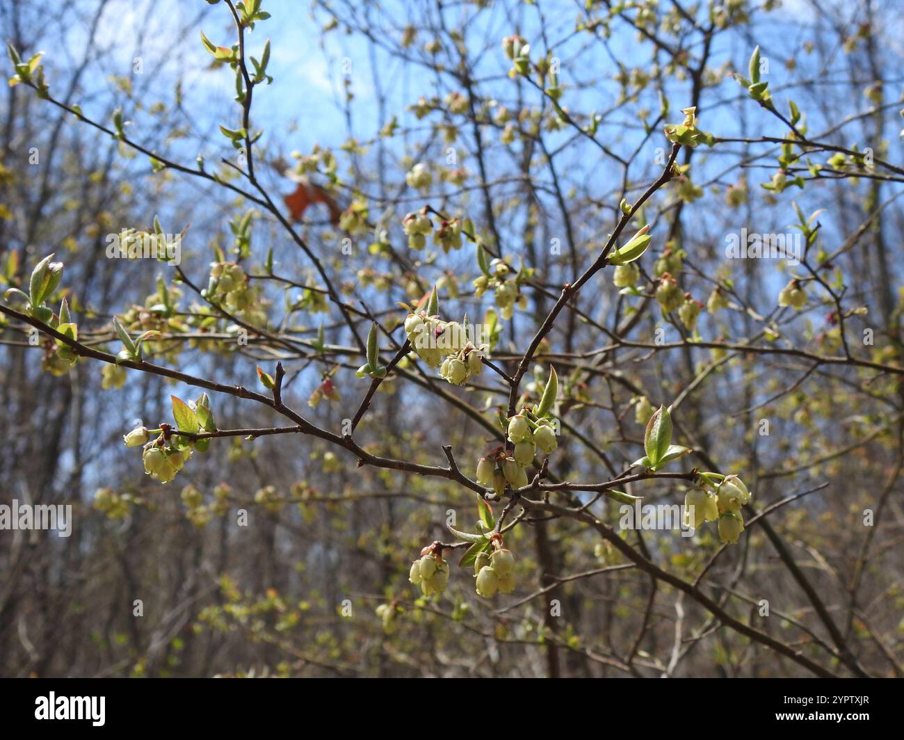 Northern highbush blueberry (Vaccinium corymbosum Stock Photo - Alamy