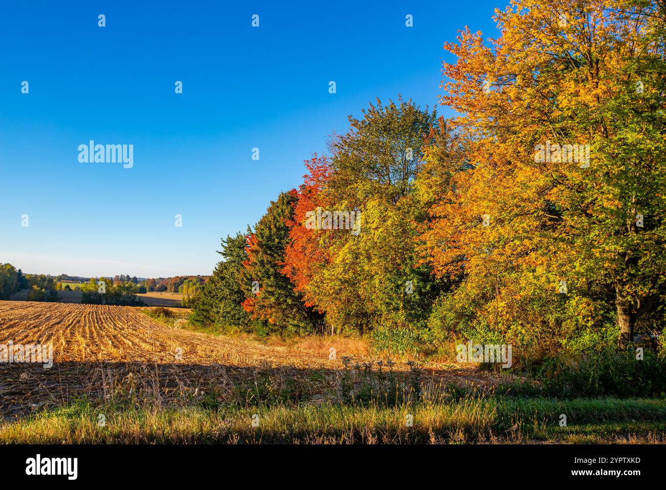 Colorful Wisconsin forest and farmland in early October, horizontal ...