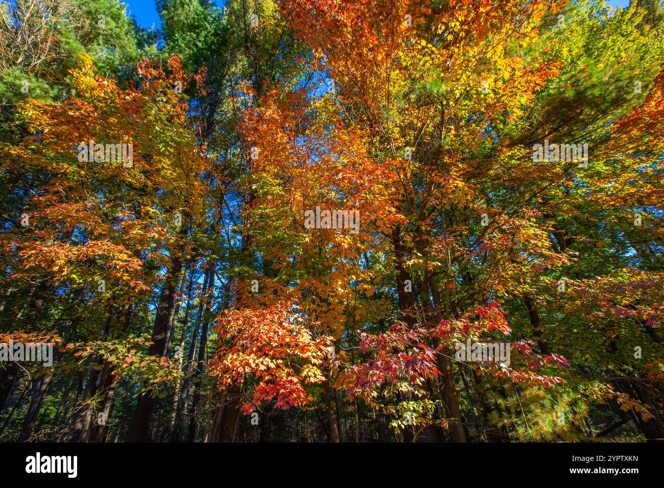 Colorful Wisconsin forest in early October, horizontal Stock Photo - Alamy