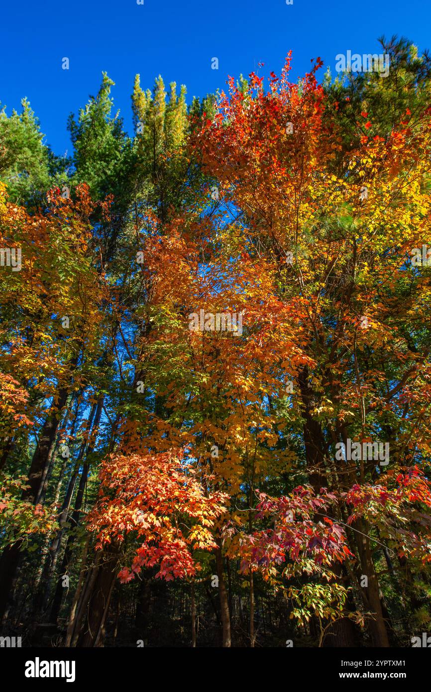 Colorful Wisconsin forest in early October, vertical Stock Photo - Alamy