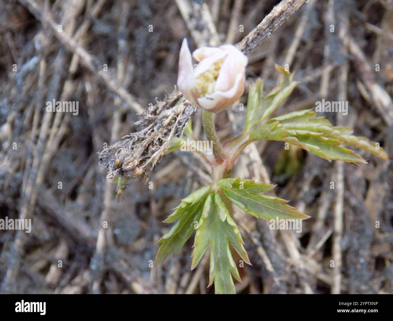 Altaic anemone (Anemonoides altaica Stock Photo - Alamy