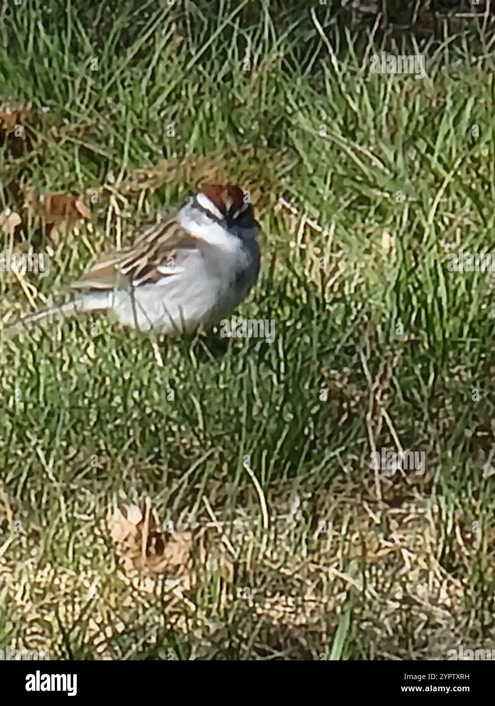Chipping Sparrow (Spizella passerina Stock Photo - Alamy