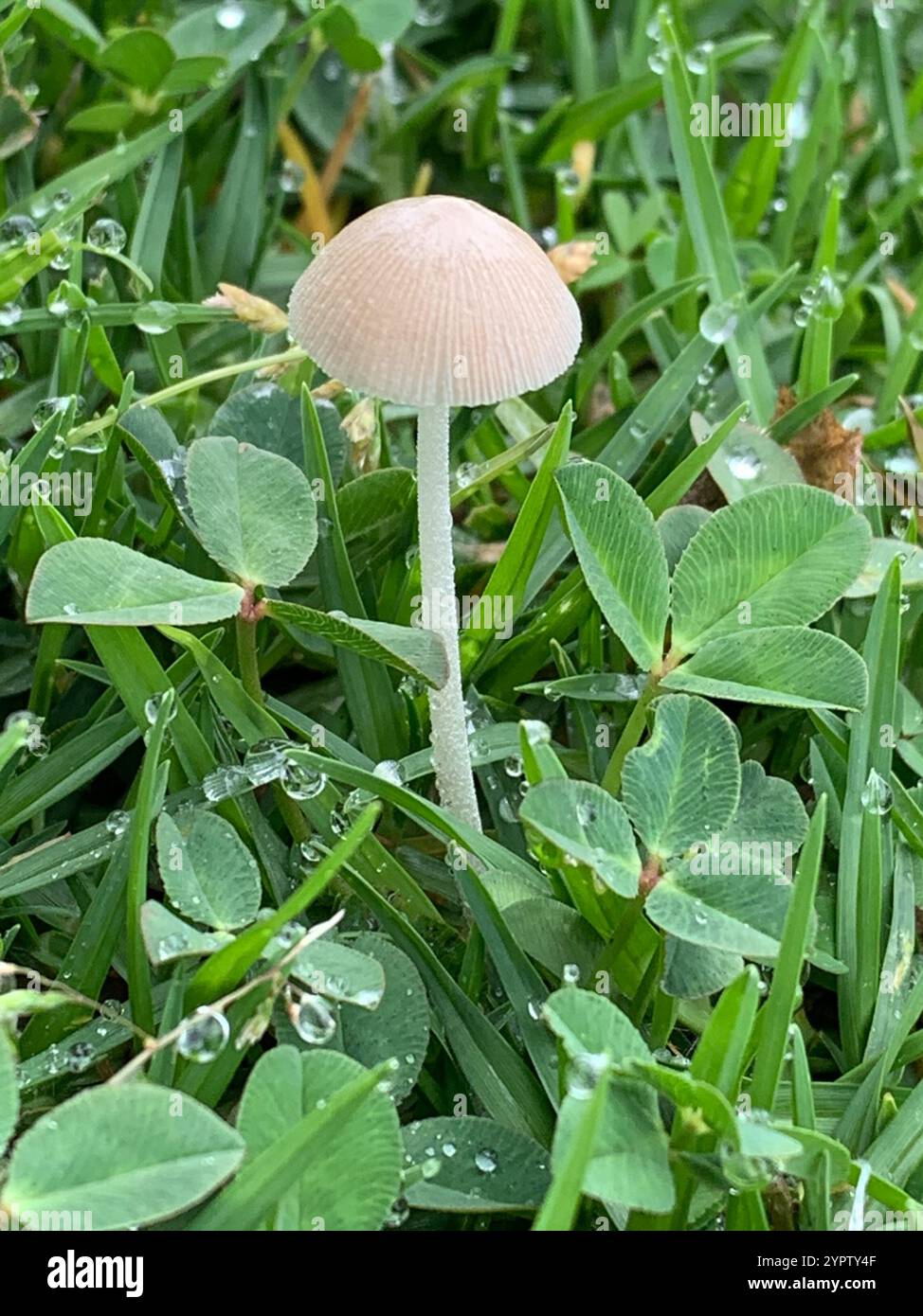 milky conecap (Conocybe apala Stock Photo - Alamy