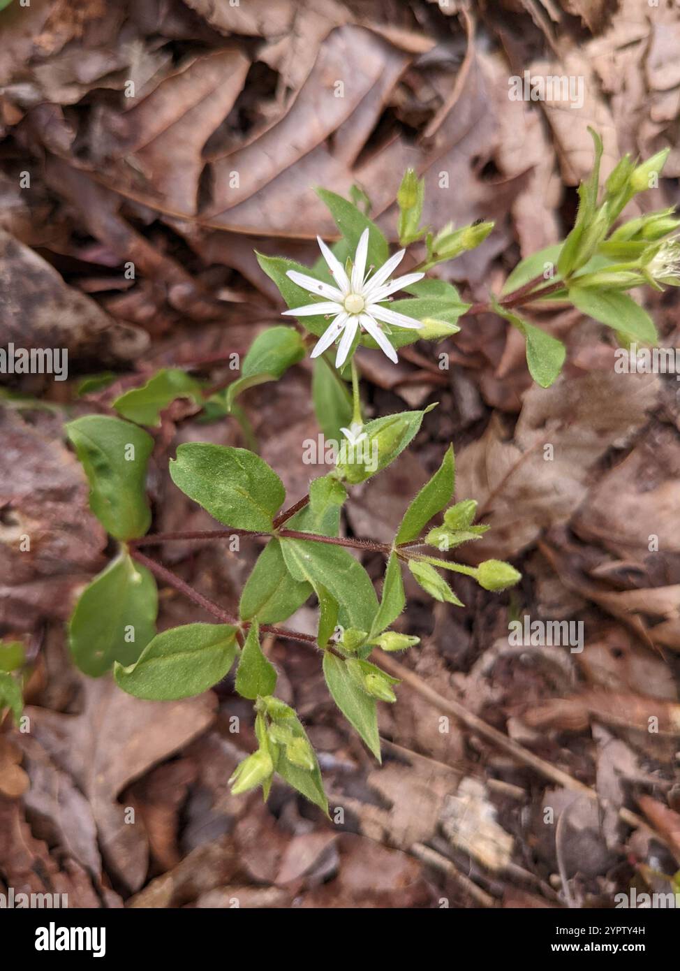 star chickweed (Stellaria pubera Stock Photo - Alamy