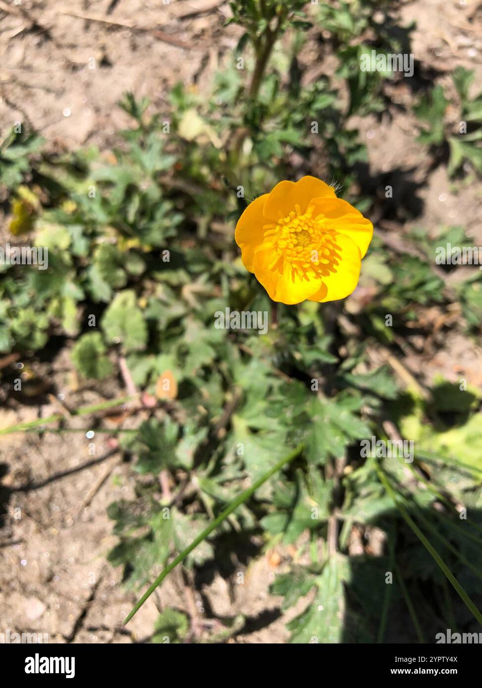 bulbous buttercup (Ranunculus bulbosus Stock Photo - Alamy