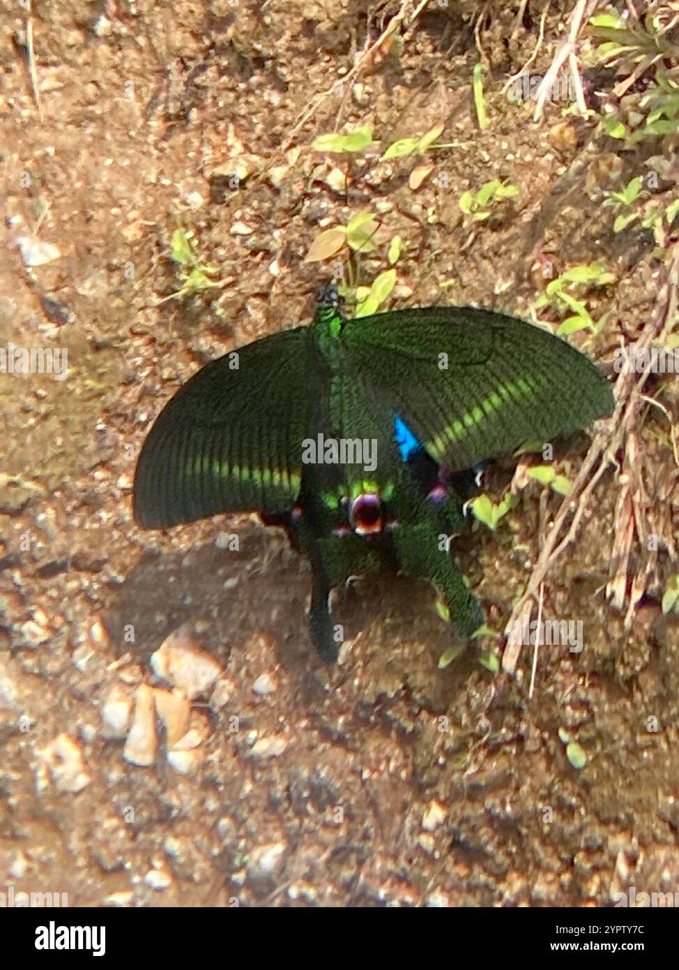 Peacock Swallowtails and Allies (Achillides Stock Photo - Alamy