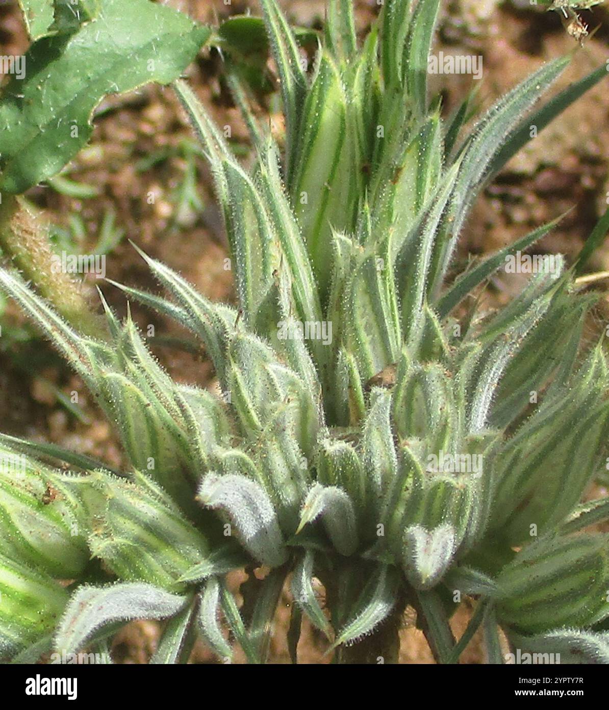 False Lashes (Blepharis bainesii Stock Photo - Alamy