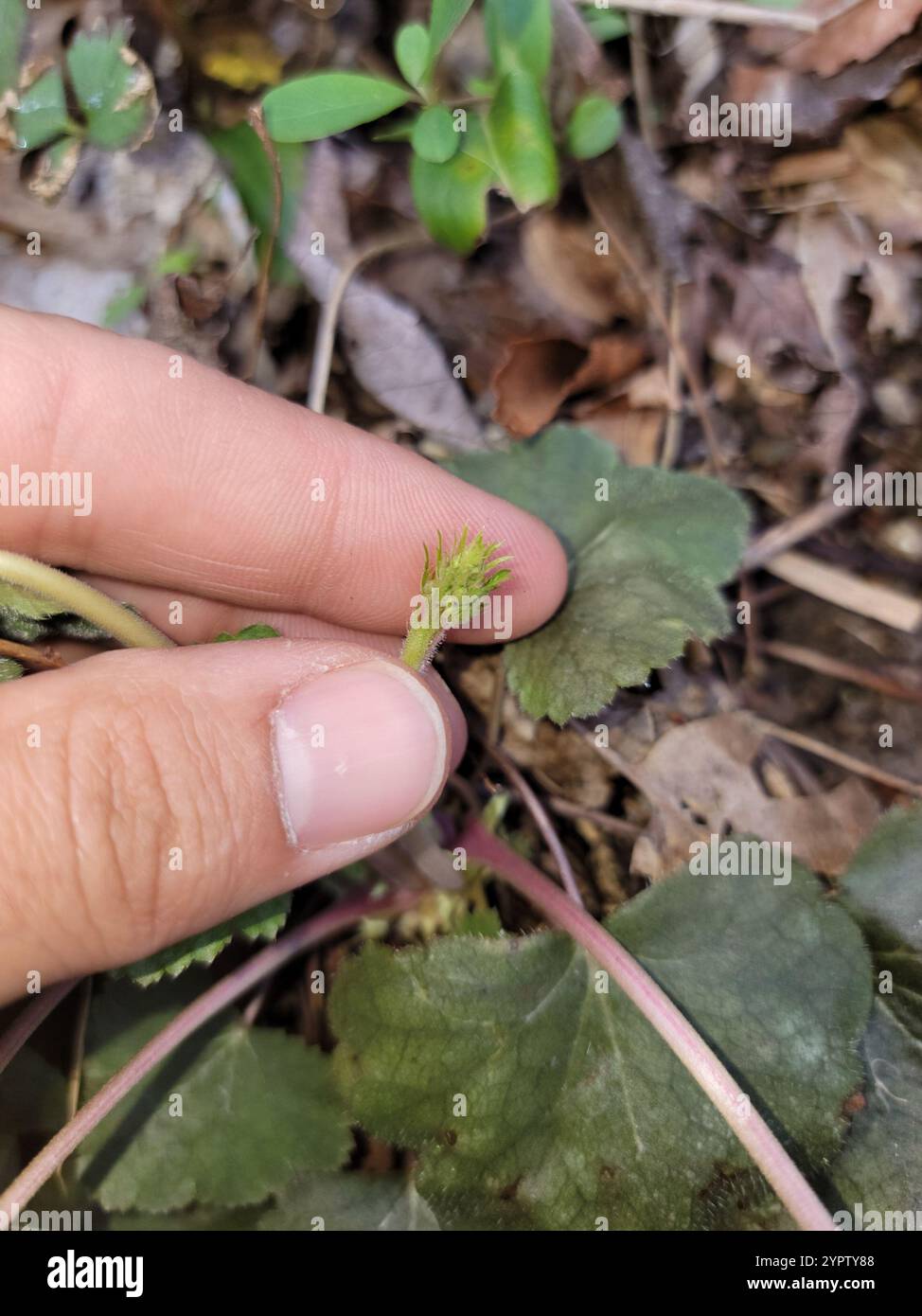American alumroot (Heuchera americana Stock Photo - Alamy