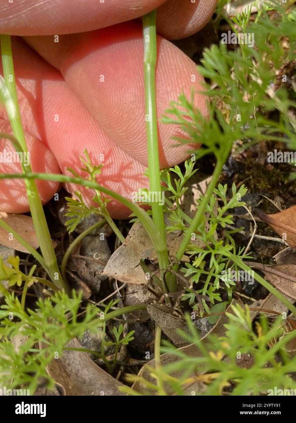 Marsh parsley (Cyclospermum leptophyllum Stock Photo - Alamy