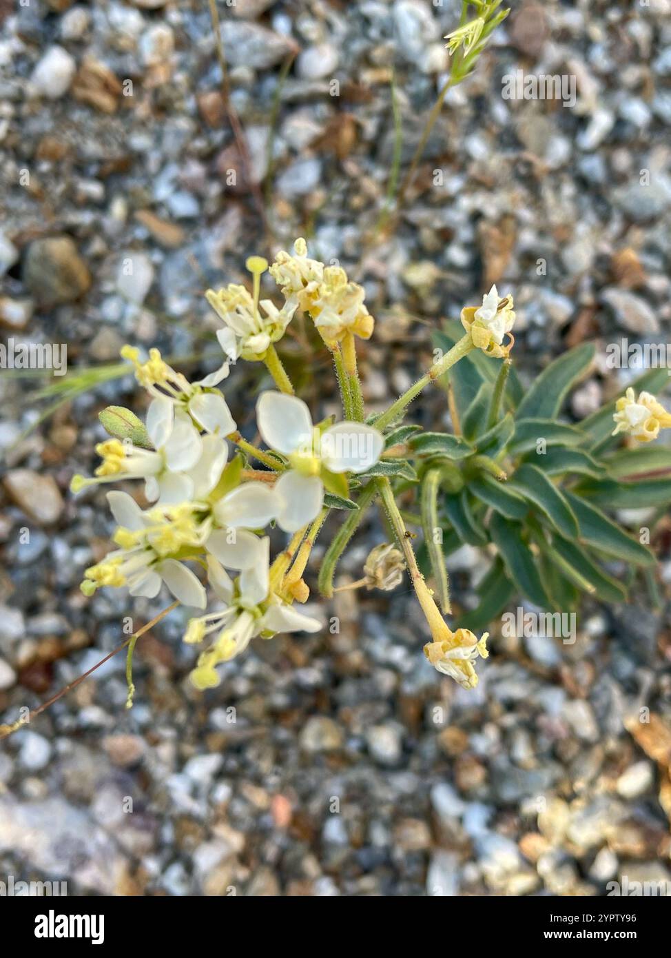 Booth's Evening Primrose (Eremothera boothii Stock Photo - Alamy