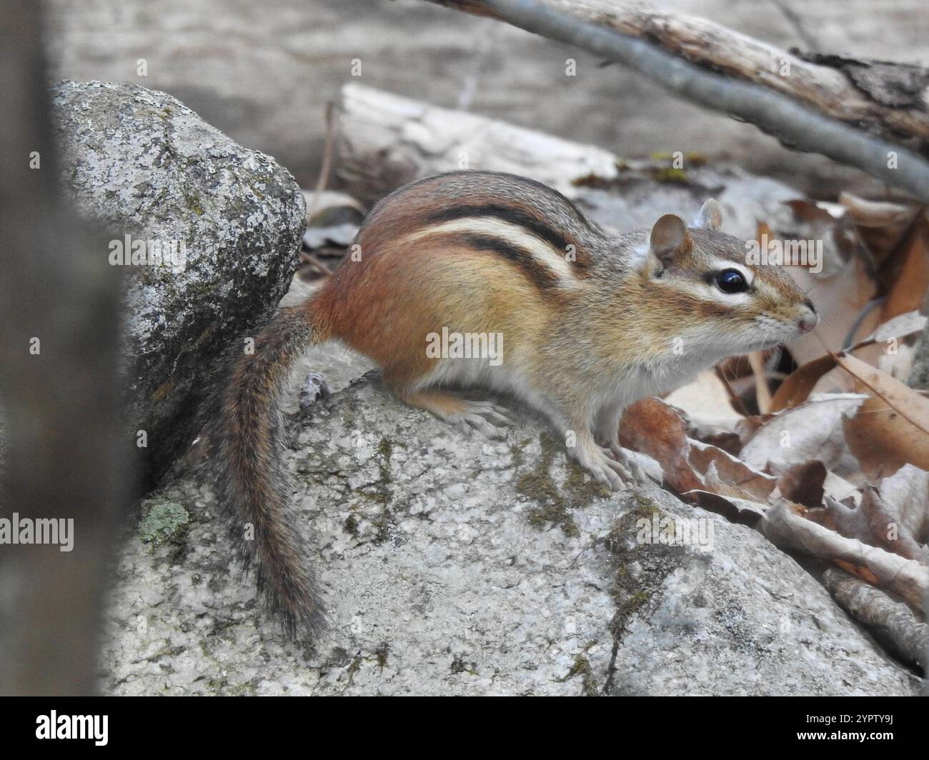 Eastern Chipmunk (Tamias striatus Stock Photo - Alamy