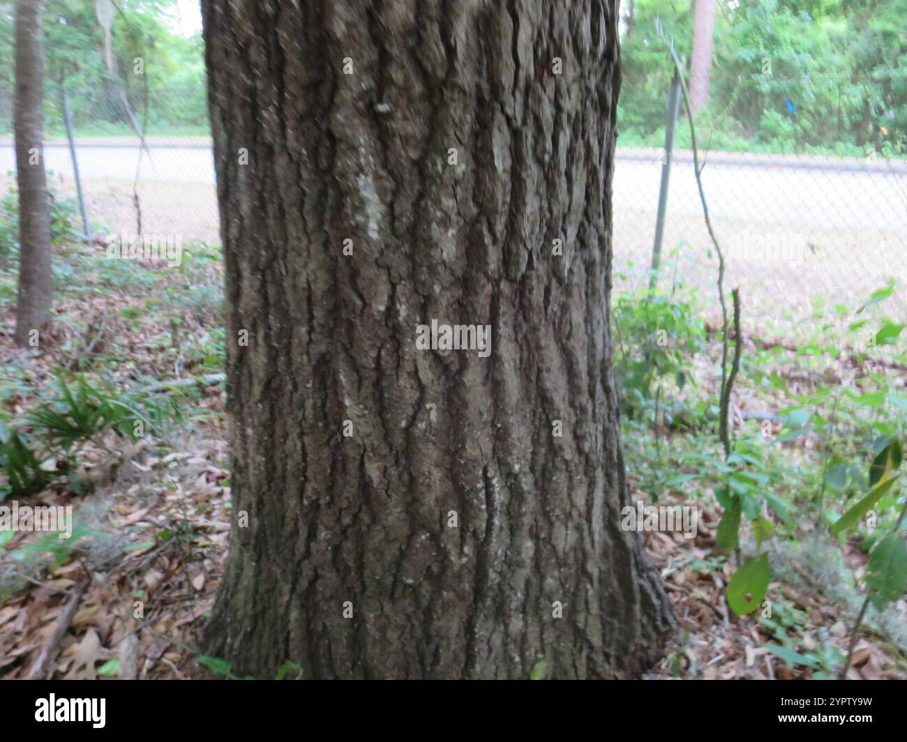southern red oak (Quercus falcata Stock Photo - Alamy