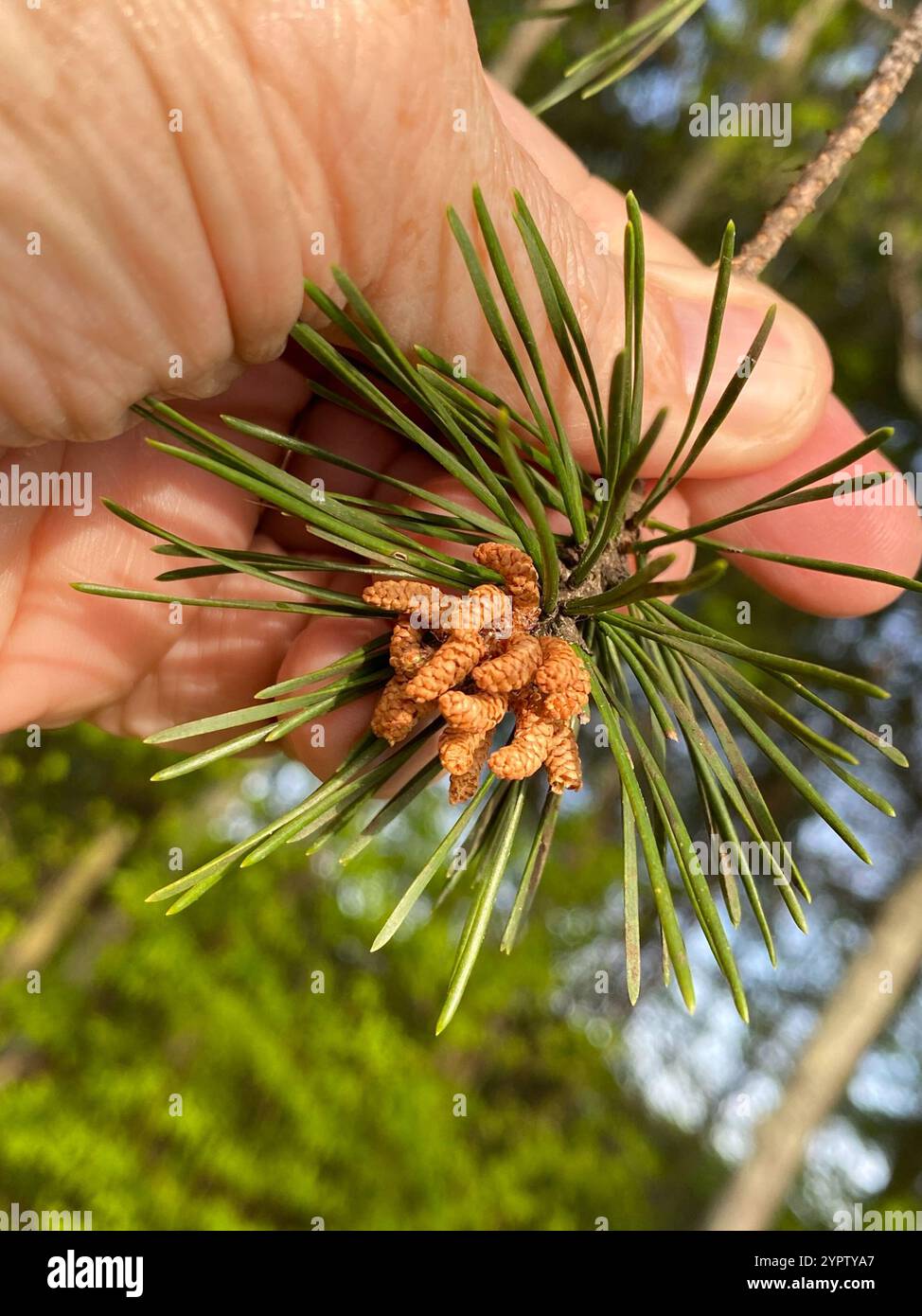 Virginia pine (Pinus virginiana Stock Photo - Alamy