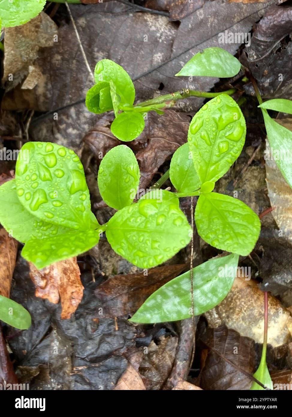 Running Strawberry-bush (Euonymus obovatus Stock Photo - Alamy