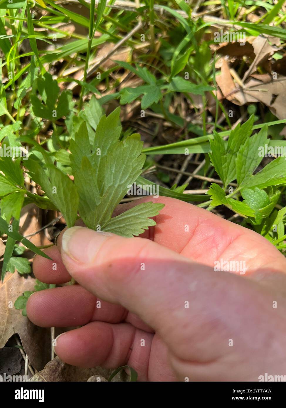 bristly buttercup (Ranunculus hispidus Stock Photo - Alamy