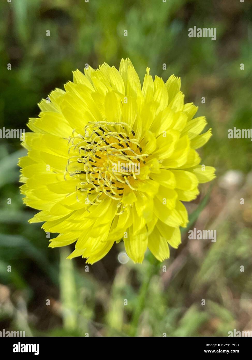 smallflower desert-chicory (Pyrrhopappus pauciflorus Stock Photo - Alamy
